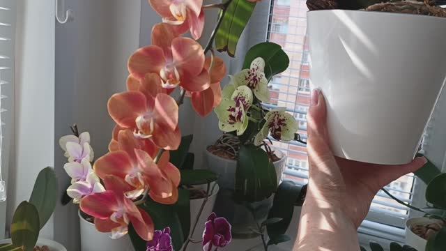 Волшебство летних ОрХиДеЙ: удивительное ЦВЕТЕНИЕ 🌸 #орхидеи