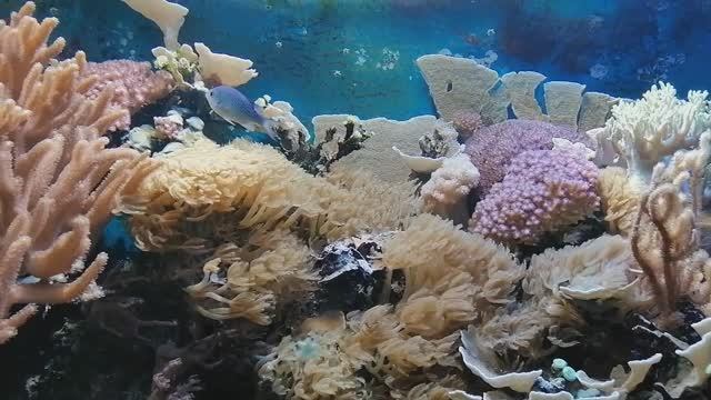 Мир подводный/Центр Океанографии,Новосибирск.2025г