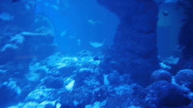 Оманский аквариум