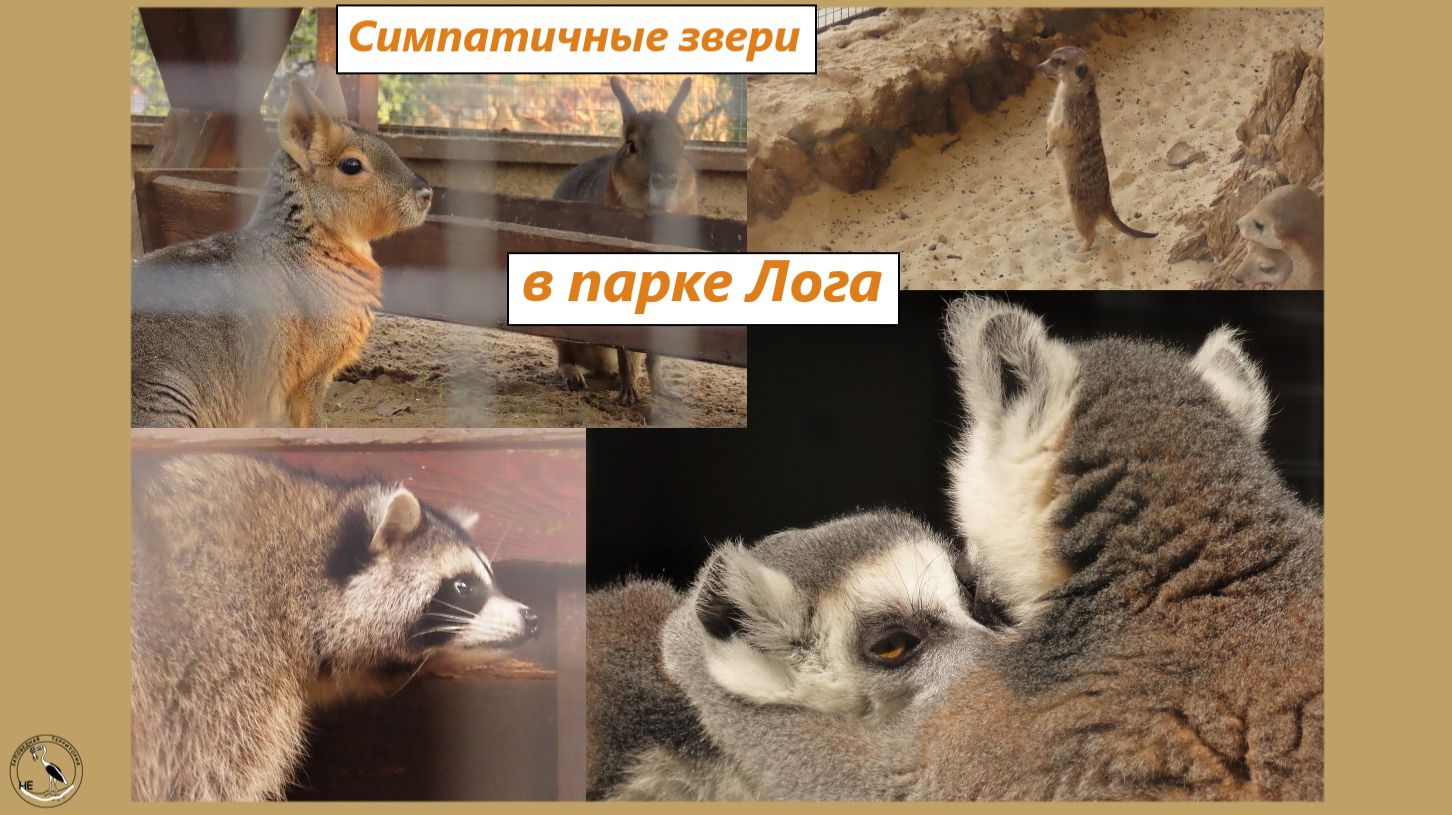 Пушистые звери в парке Лога: мары, коати, лемуры, еноты, сурикаты, кенгуру
