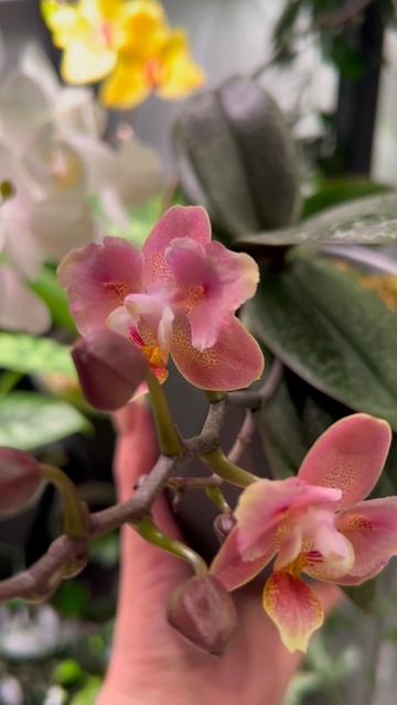 Начало роспуска Парфюмерной Фабрики Одорион 🦋 #цветениеорхидей #орхидея #фаленопсисорхидея