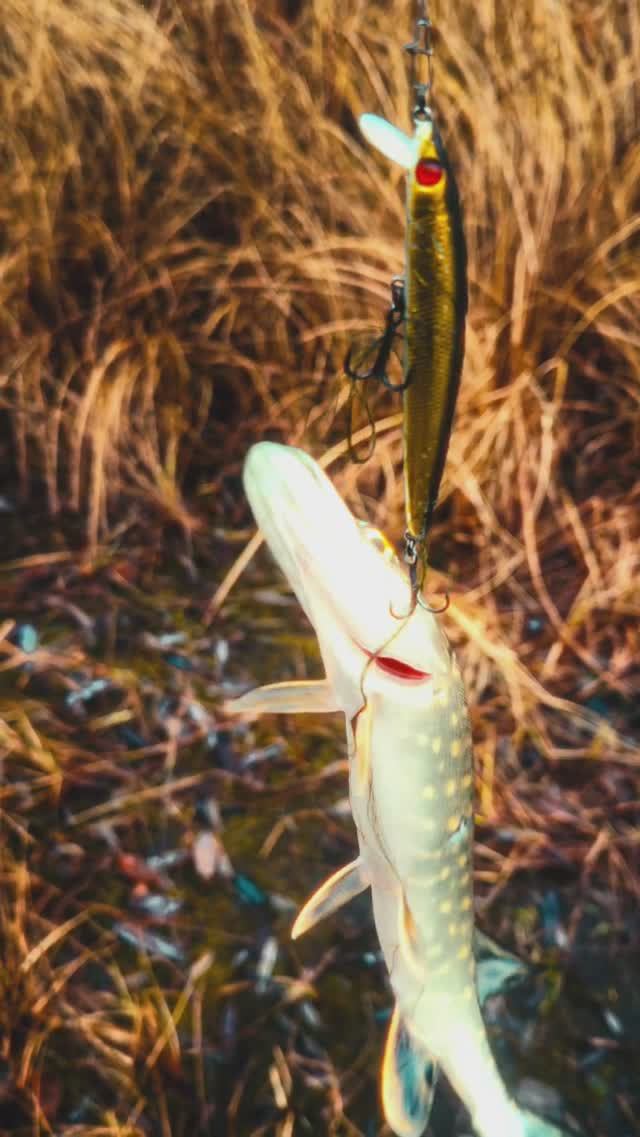 Подрастай, щучка! Плыви и не попадайся пока!