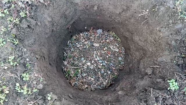 Посадка черешни.