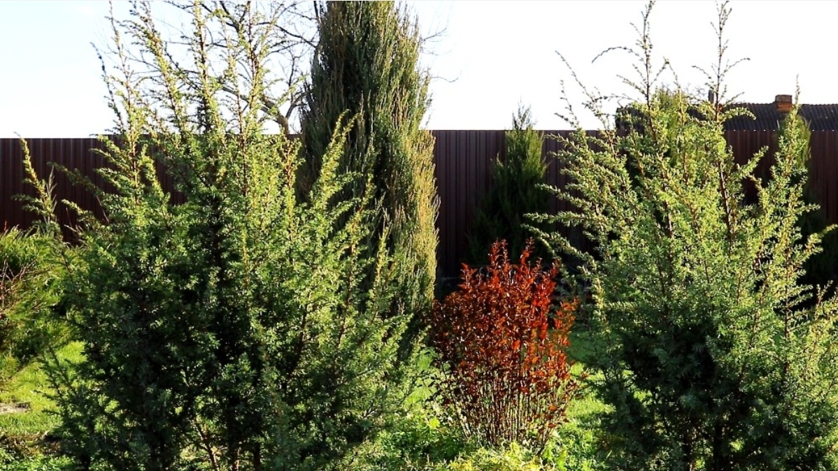 ВОТ ТАКОЕ НАЧАЛО ЗИМЫ В МОЖЖЕВЕЛОВОМ САДУ. 6.12.2025г.