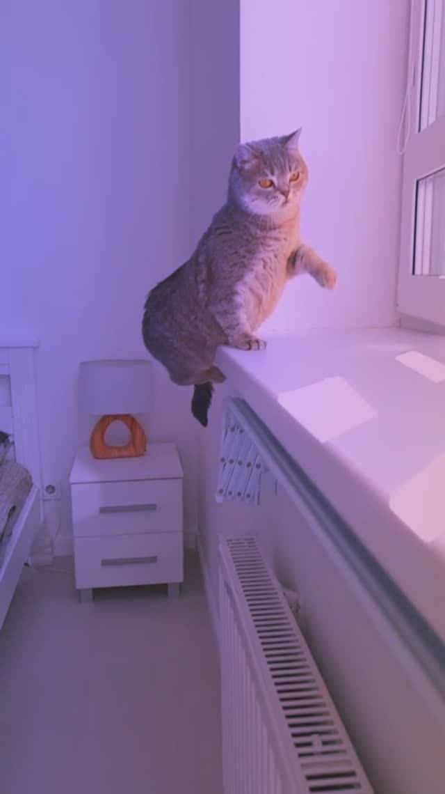 🐱 Какова красота!