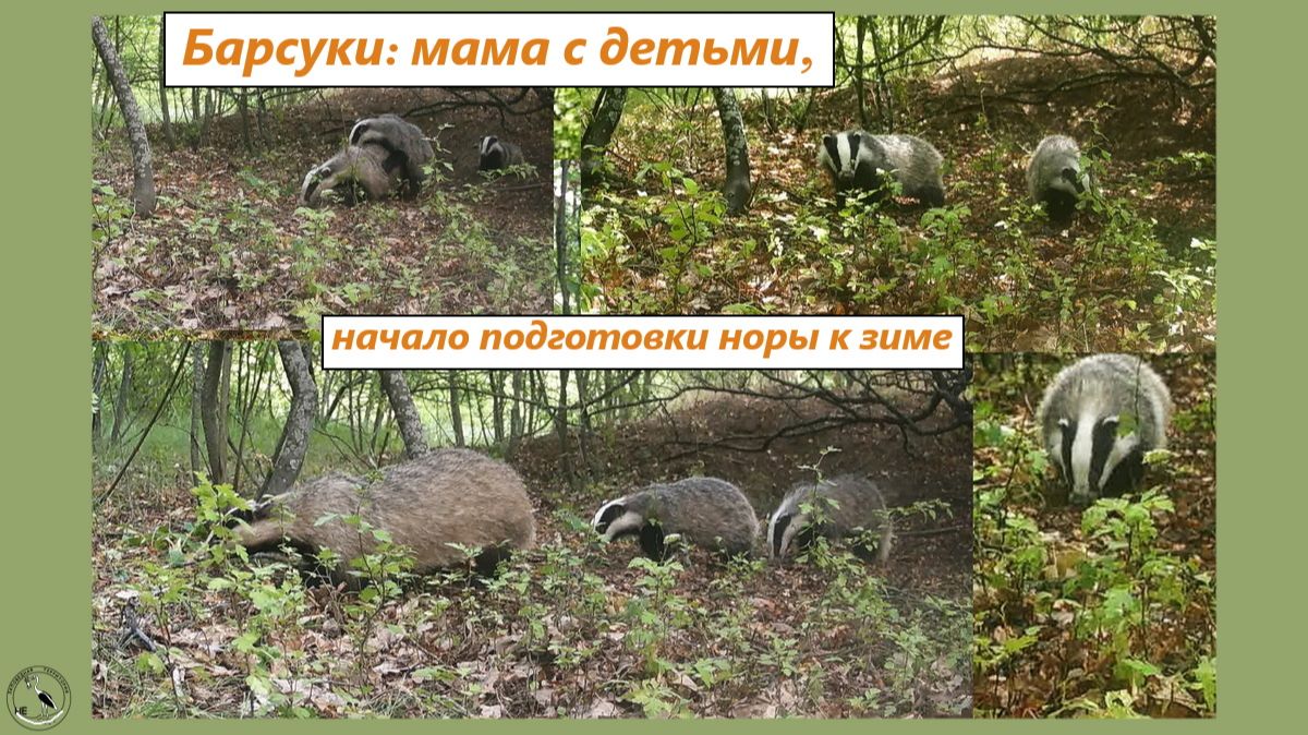 Барсучиха с детьми, у норы и не только. Барсук начал расширять нору. Конец июня