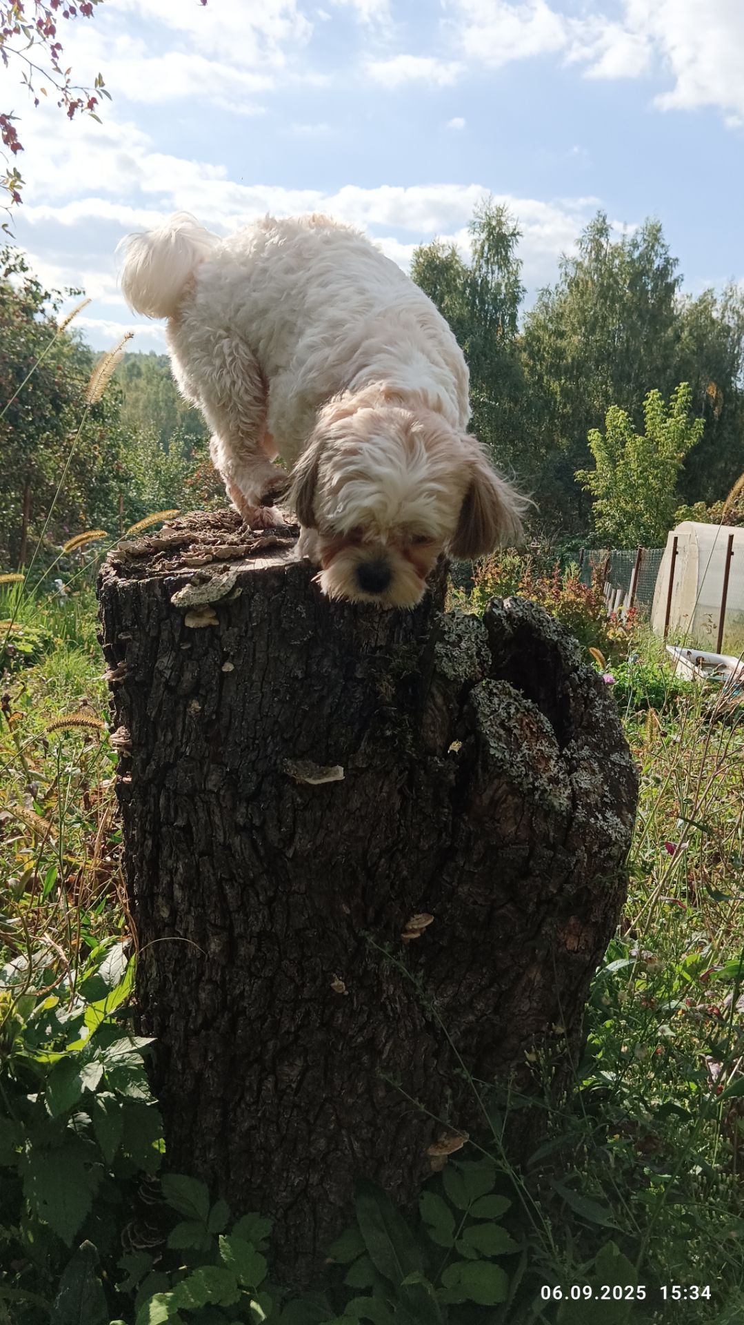 Какая собака в человеке сидит и приручаема ли?  Душ 21