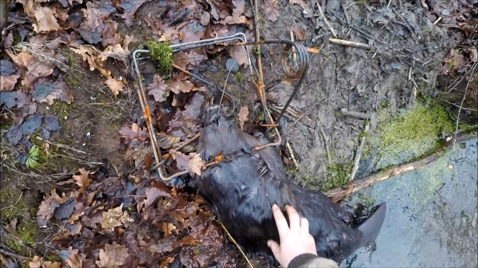 Охота на бобра. Ловля на зимовальных норах (Будни охотника и рыбака)