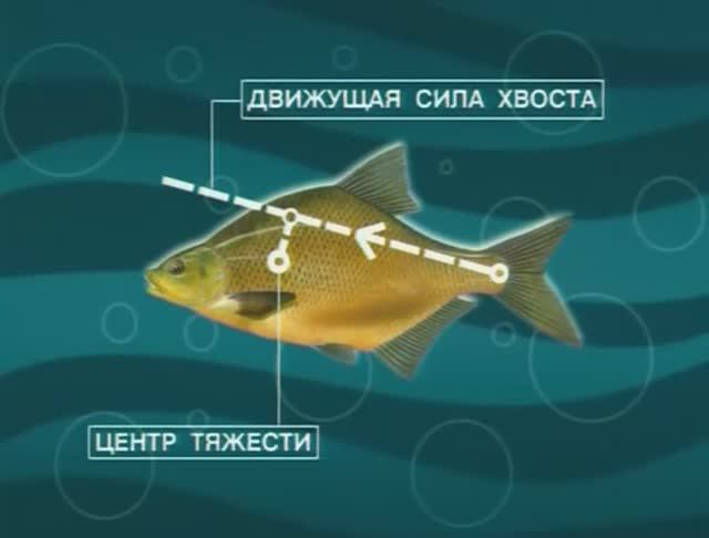 Почему сильно выдвижной рот Леща — Abramis brama позволяет экономить много энергии ?