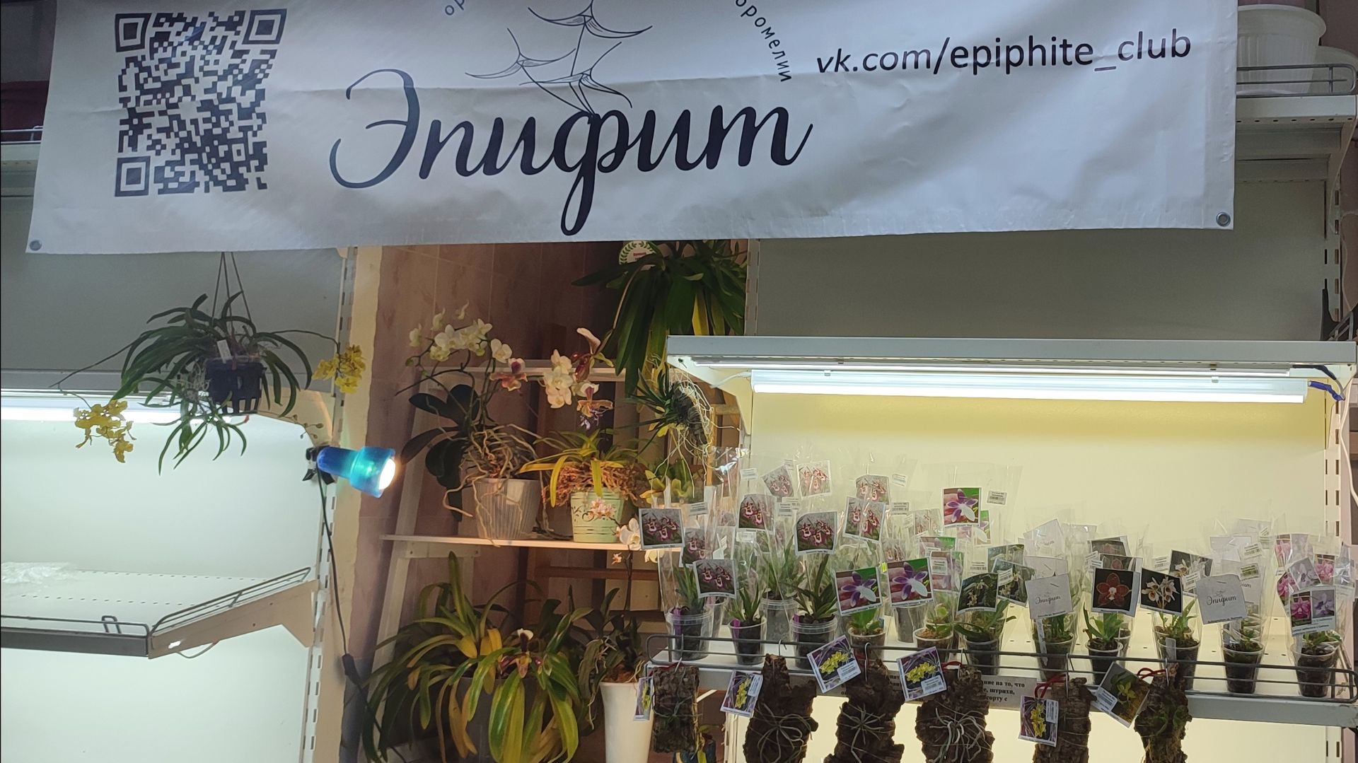 ДФ. Обзор экспозиции сообщества "Эпифит" В.Быстров