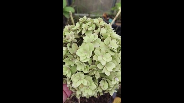 Как подготовить крупнолистную гортензию к зиме