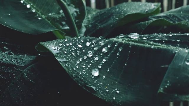 Дождь для Сна и Отдыха - Нежная Музыка для отдыха, Отдых и Сон под Музыку и Дождь, Звуки Дождя и Сон