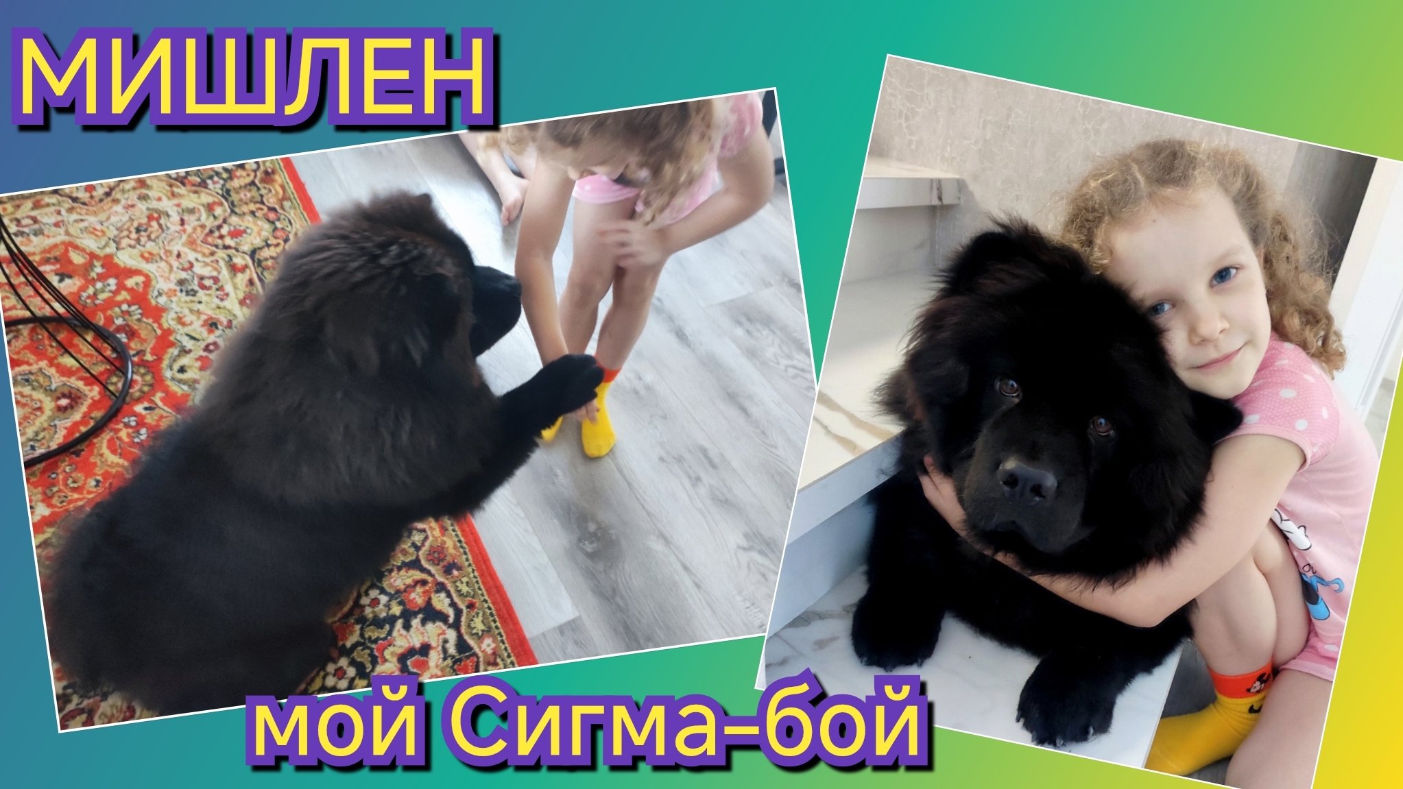 Мой сигма-сигма-бой - Мишлен / чау-чау