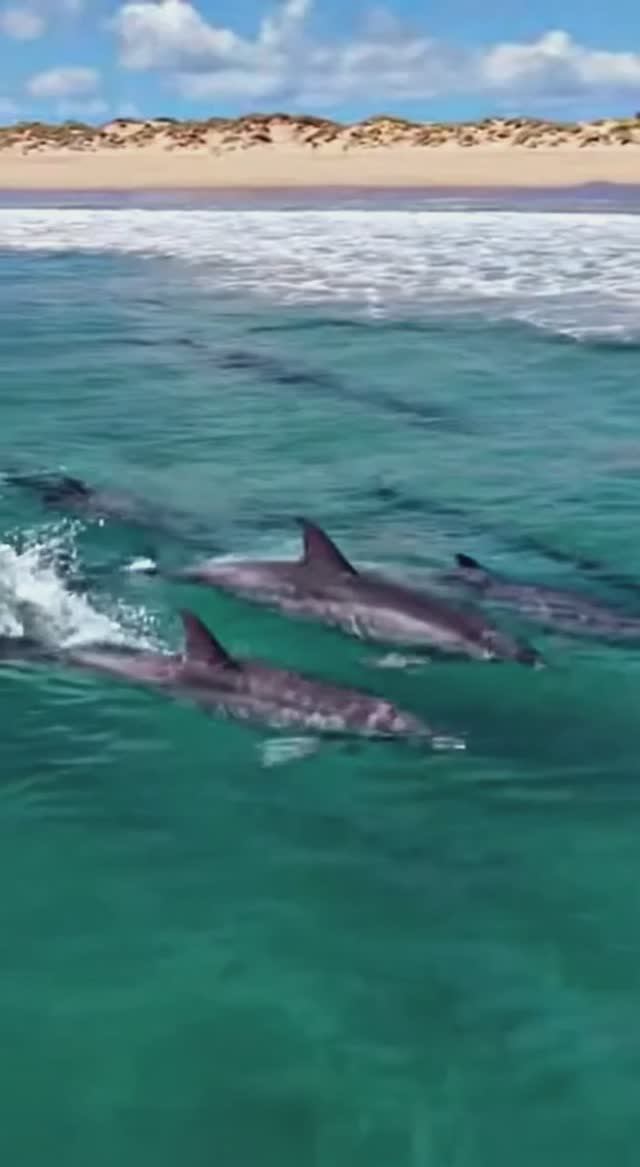 Дельфины шлют вам привет, друзья! Море ждет вас всегда❤️ !