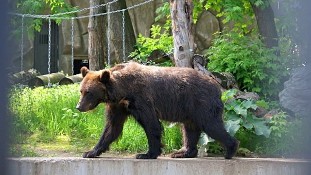 Мишки-бурый, белый/зоопарк Новосибирск