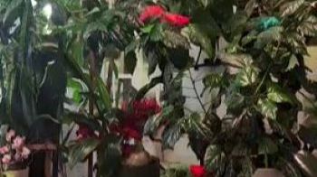 Мой зелёный оазис: как я создала уголок природы дома