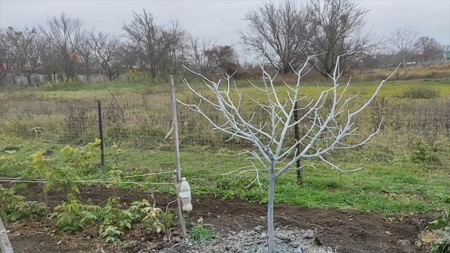 3-6 ДЕКАБРЯ 2025 Обработка сада бордосской жидкостью