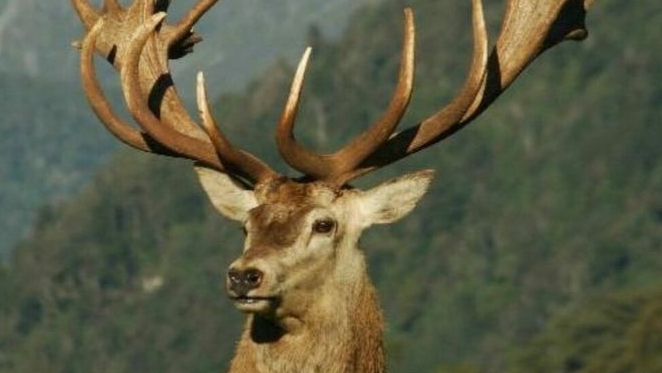 Животный мир. Дикий мир. Природа.