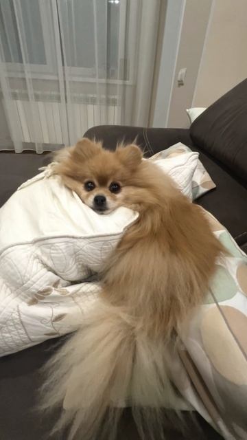 Шпиц - мило агрессивное животное!