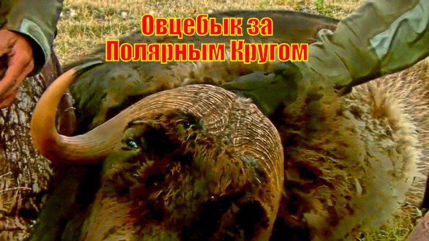 Овцебык за Полярным Кругом