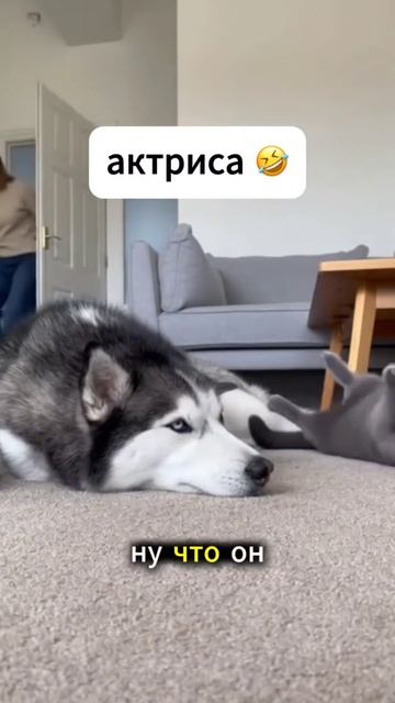 Ну какова актриса! Оскар в студию 😅👍😺💥#актриса #котики #юмор #питомцы #нейросеть