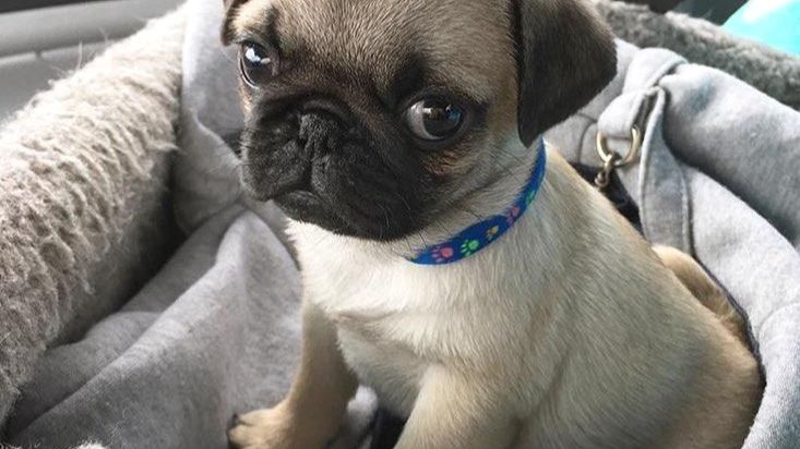 Песня "Щенок" Текст: Л. Ломаева, музыка и исполнение: Suno AI.