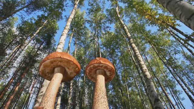 МУДРАЯ ОСЕНЬ