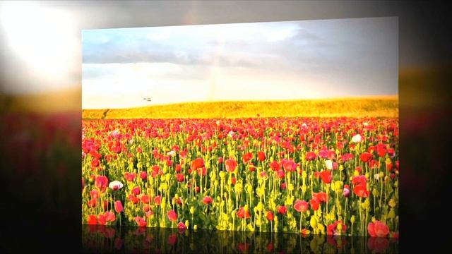 Alexey Evchenko - Wish You Were Here