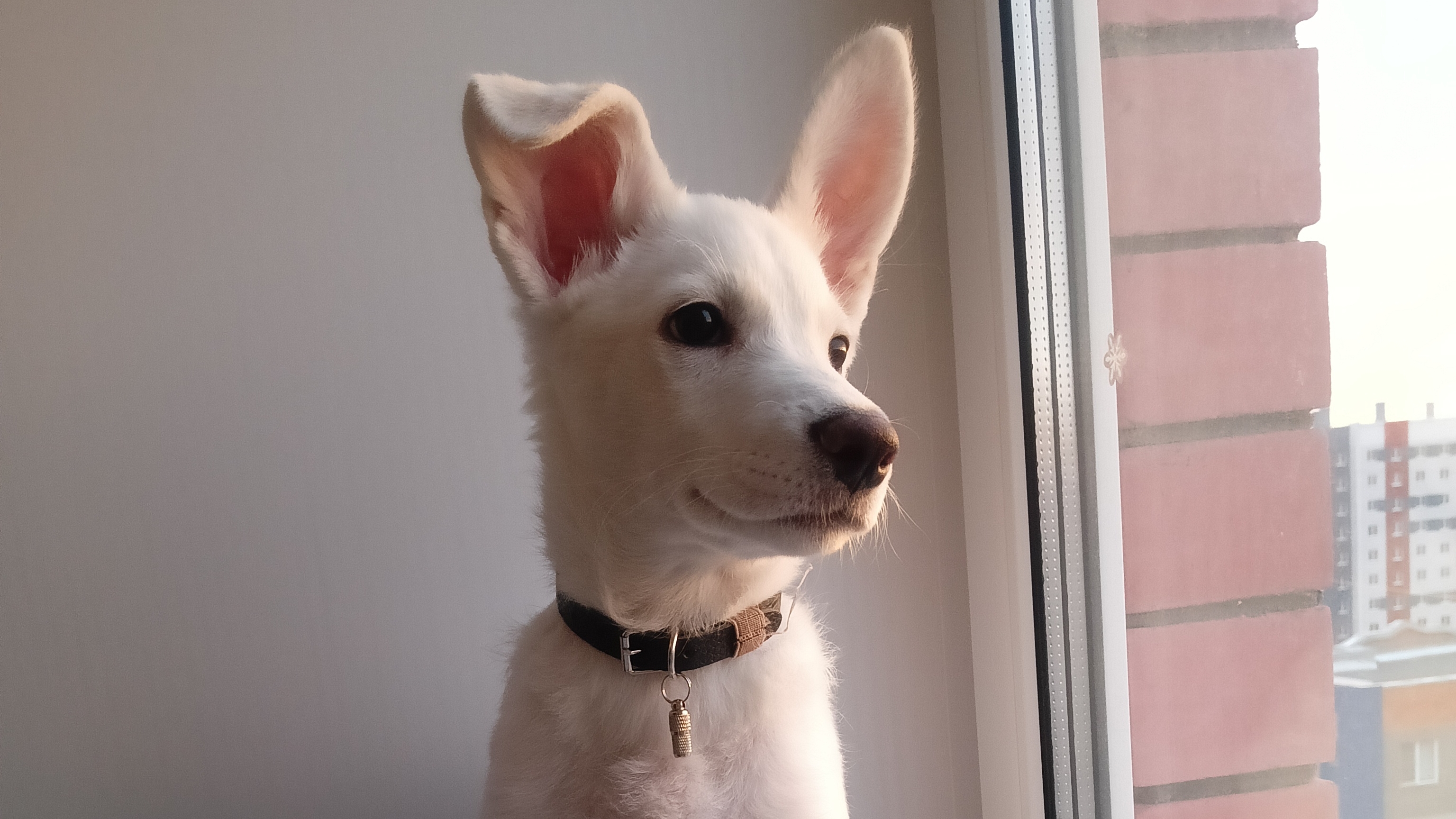 ВСТРЕЧАЕМ ЗИМНЕЕ УТРО//ДЕНЬ РЕВАКЦИНАЦИИ