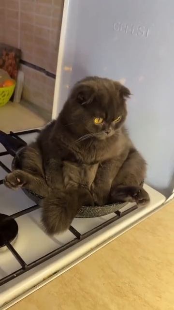 Новогоднее происшествие 🌲