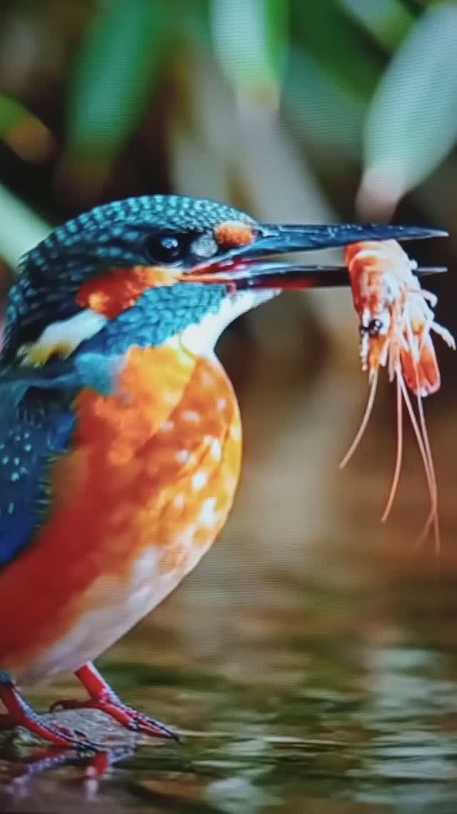 Замечательные птицы необычайной красоты😮😳