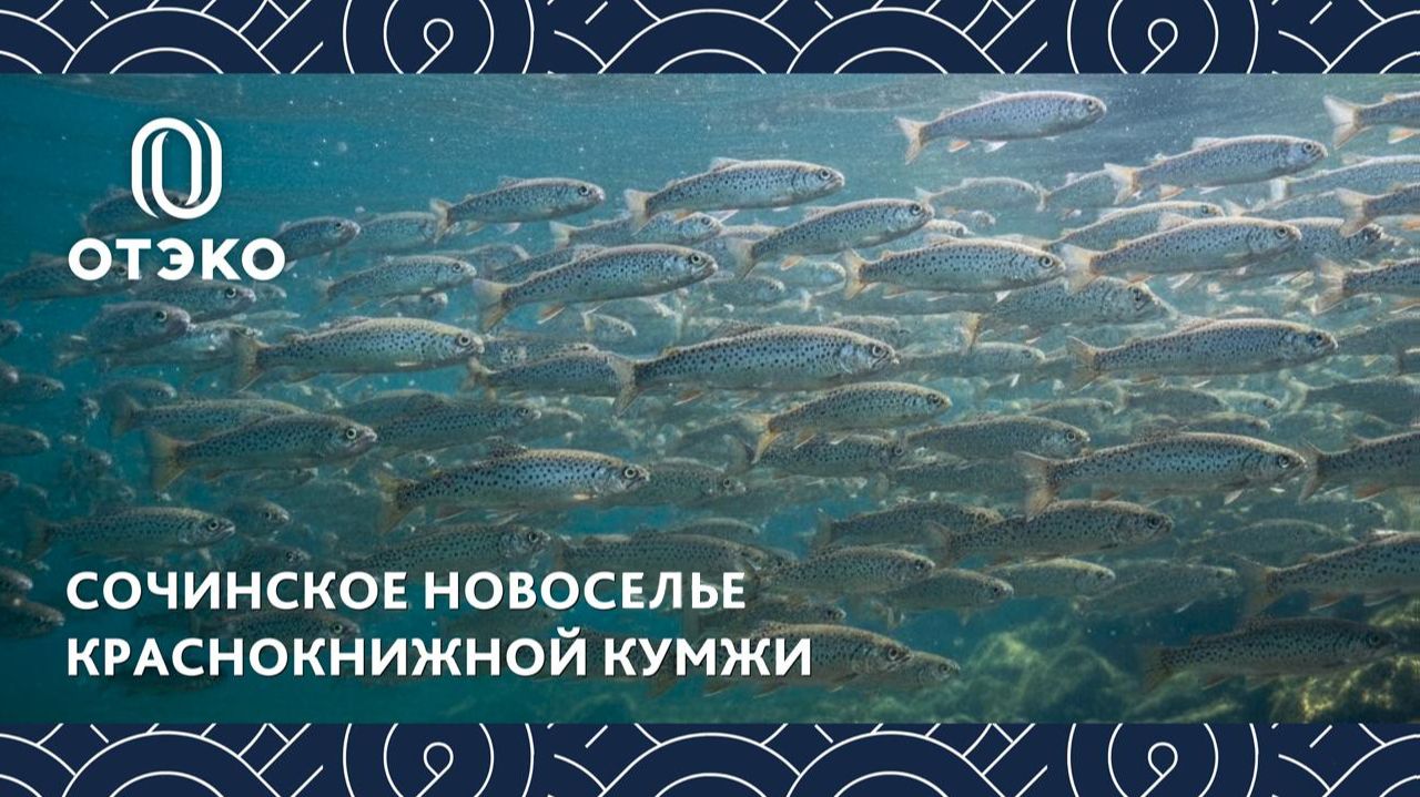 ОТЭКО выпустила в реку Мзымта более 700 мальков краснокнижной кумжи