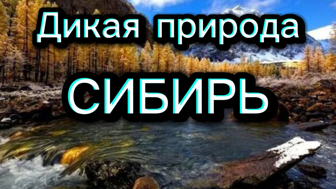 ДИКАЯ ПРИРОДА. СИБИРЬ