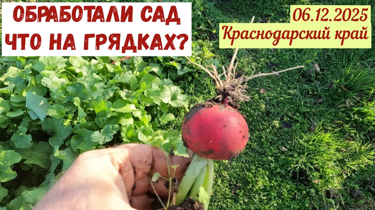 Обработали сад баковой смесью. Что с грядками?(06.12.2025)