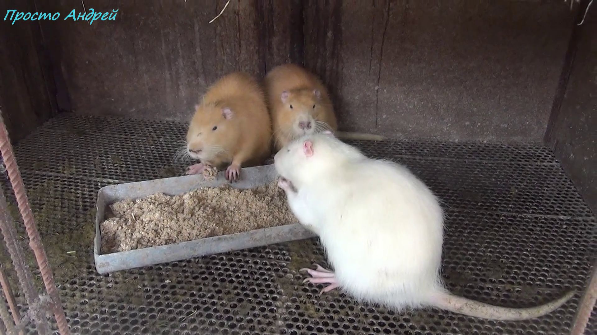 НУТРИЯ Утреннее кормление