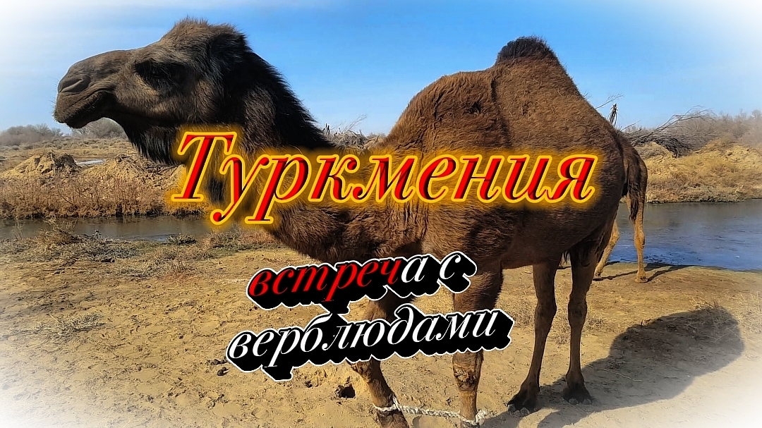 #Встреча_с_верблюдами #верблюды_Туркмении #драмодеры #Каракумы #общение_с_верблюдом_и_верблюжонком