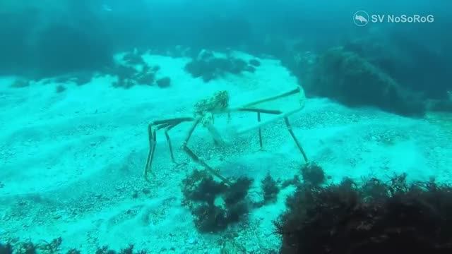 Как выглядит самый большой в мире из членистоногих — Японский краб-паук — Macrocheira kaempferi ?