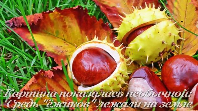 КАШТАНОВЫЕ БУСЫ