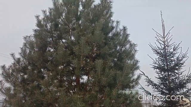 Перед Грядущими заморозками , Лишние Следы не обнаружены