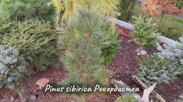 Pinus sibirica Рекордистка