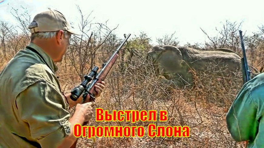 Выстрел с близкого расстояния в Огромного Слона в Ботсване