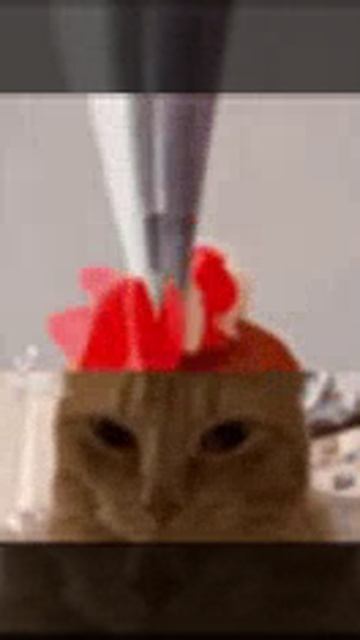 Кот хахаха