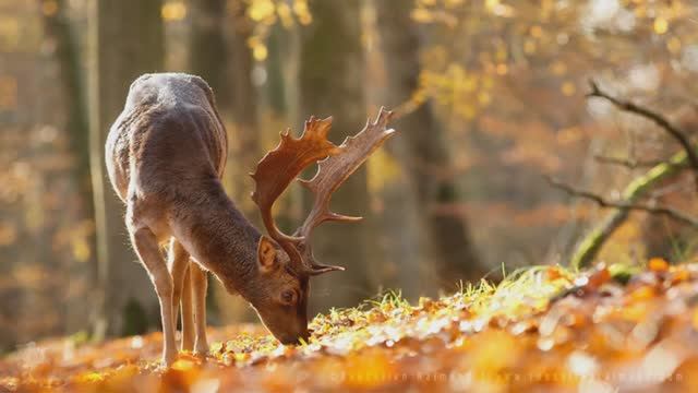ИДЁМ ГУЛЯТЬ В ЛЕС