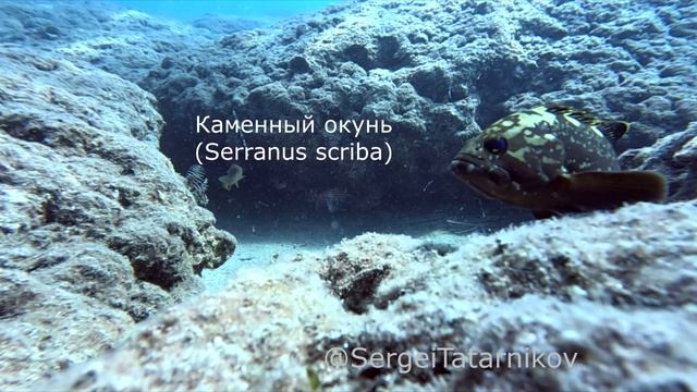 Mediterranean Sea . Средиземное море.