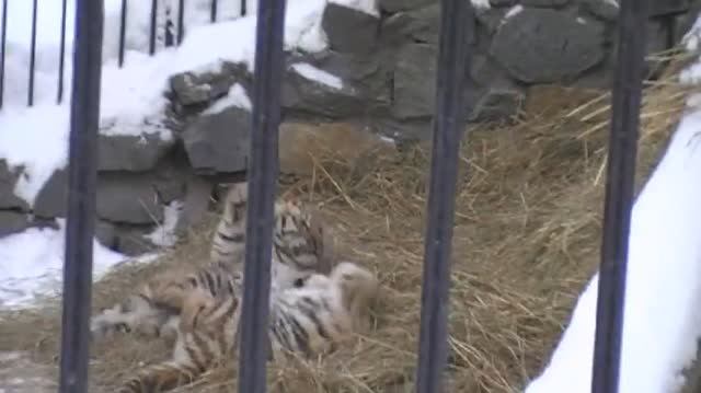 Тигр уссурийский с маленькими тигрятами