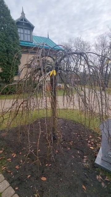 Дерево Мира и устойчивого развития, посаженное президентом Беларуси Лукашенко в Минске