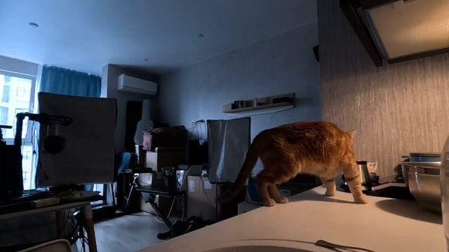 Зелень, грибы, авокадо, кефир - #20