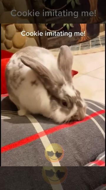 И с ним любая птаха По свойски говорит 🫶🐇😎