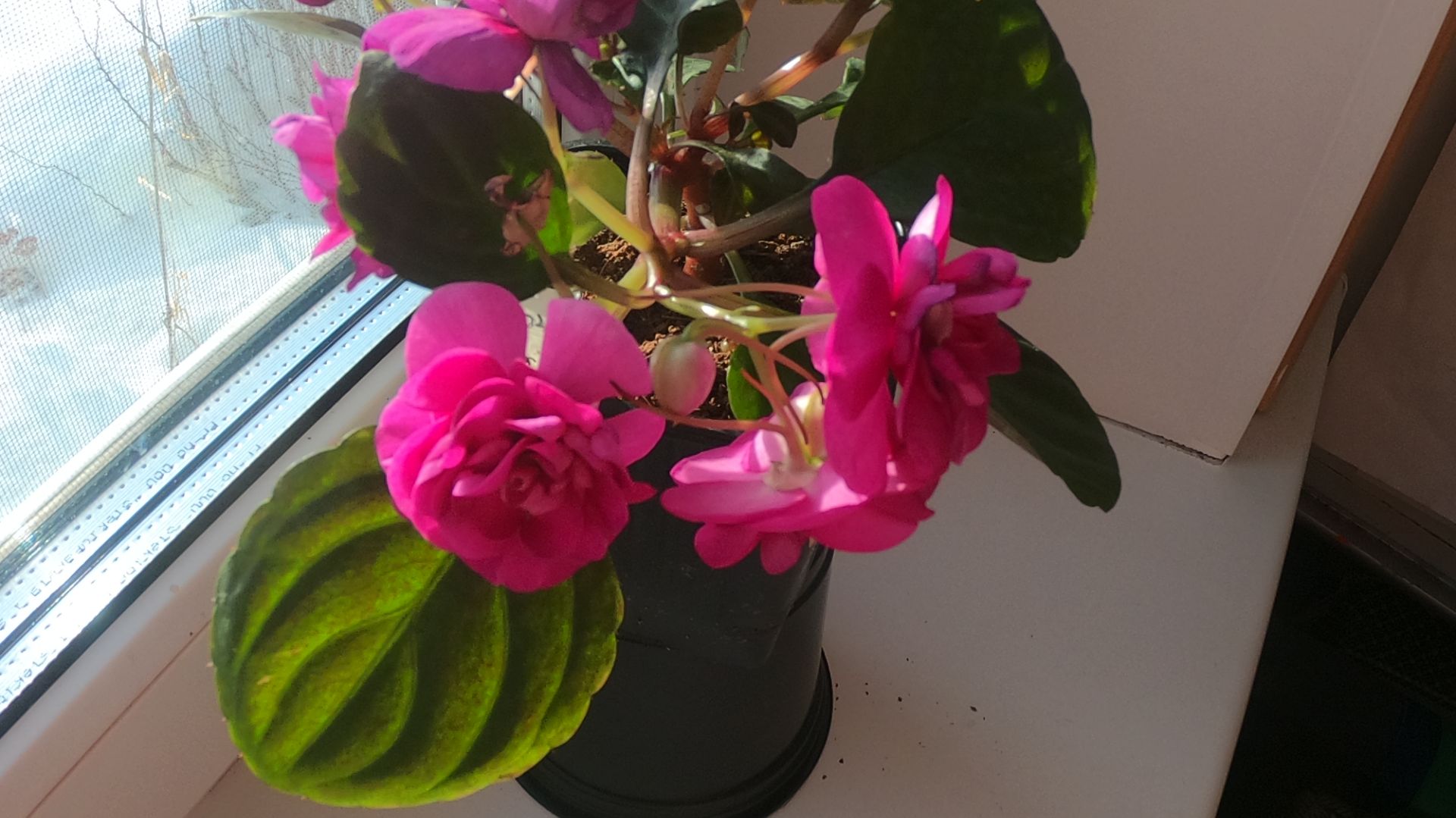 26 ноября перевалка бальзаминов.