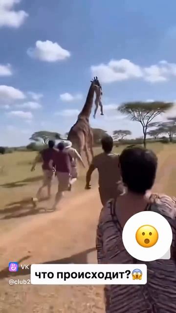 Жираф и девчонка